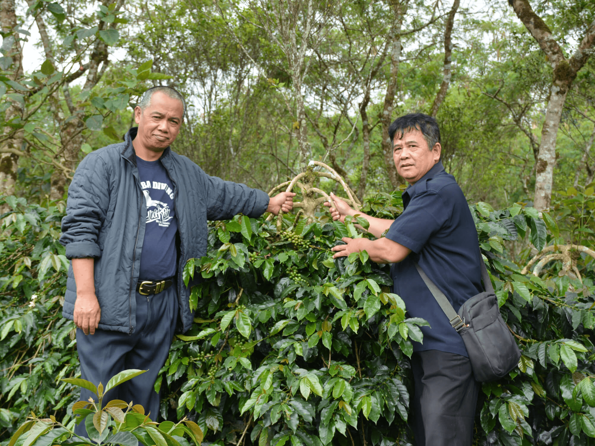Permata Gayo - Peace Coffee